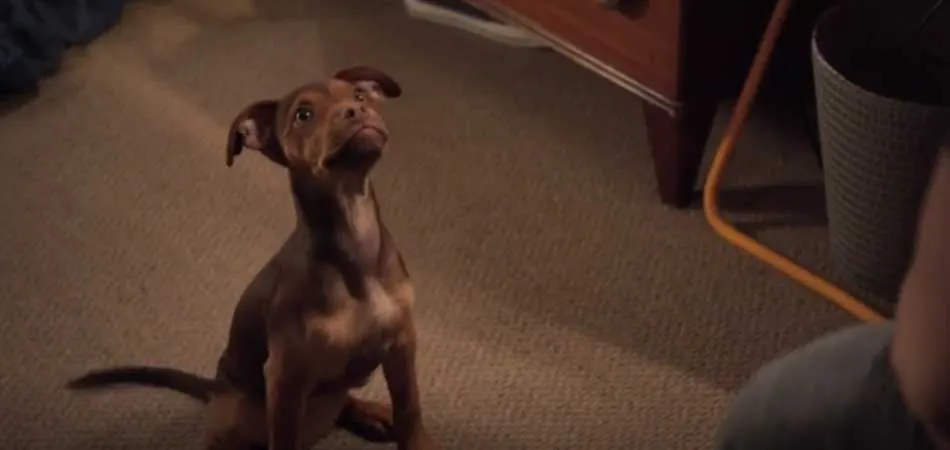 A Dog's Way Home - Lido Cinemas